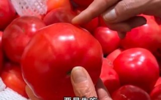 西红柿图片大全大图实物图片_西红柿怎么挑选最新鲜