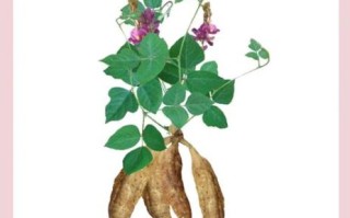 葛根图片_植物图片怎么区分真假