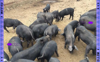 黑猪养殖成本_黑猪养殖利润