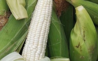 甜玉米图片大全_甜玉米品种有哪些