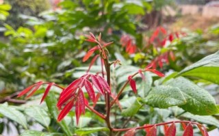 龙眼树怎么种_龙眼树几年结果