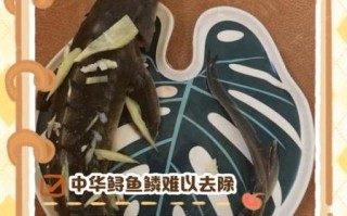 中华鲟怎么去鳞_中华鲟去鳞最简单的方法