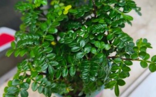 白胡椒树长什么样_白胡椒树图片怎么识别