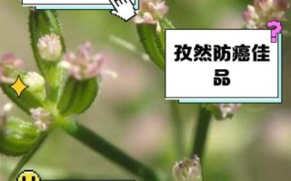 孜然的功效与作用_孜然能减肥吗