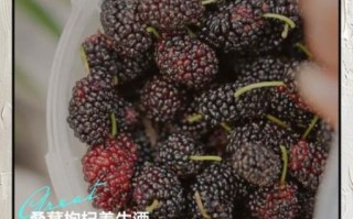 桑葚泡酒怎么做_桑葚酒自制方法大全