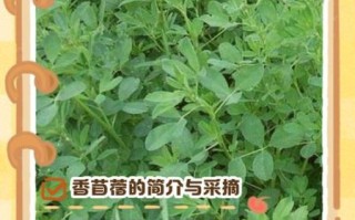 苜蓿怎么做好吃_苜蓿有哪些家常做法