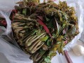 香椿芽怎么腌制_香椿芽腌制方法简单