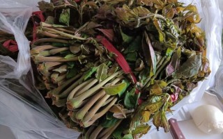 香椿芽怎么腌制_香椿芽腌制方法简单