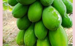 青木瓜的功效与作用禁忌_哪些人不能吃