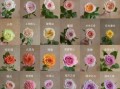 1000种花名大全_哪些花最适合新手