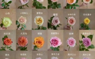 1000种花名大全_哪些花最适合新手