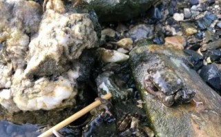 螃蟹怎么抓不会被夹_抓螃蟹不夹手技巧