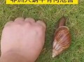 非洲大蜗牛天敌有哪些_如何防治非洲大蜗牛