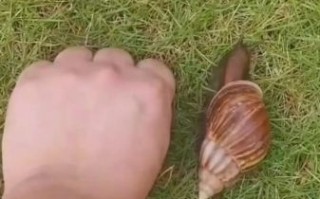 非洲大蜗牛天敌有哪些_如何防治非洲大蜗牛