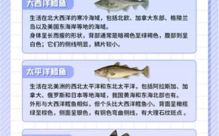 水鳕鱼和油鱼有什么区别_如何辨别真假鳕鱼