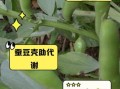 蚕豆壳能不能吃_蚕豆壳怎么吃才安全