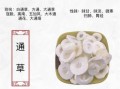 通草的功效与作用_通草的禁忌症有哪些