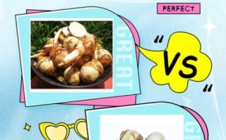 慈姑和茨菇的区别_茨菇和慈姑一样吗