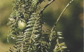 香榧树是什么树_香榧树几年结果