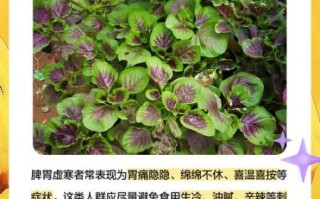 孕妇可以吃红苋菜吗_红苋菜孕妇能吃吗