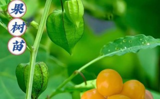 姑娘果怎么种_姑娘果种植条件