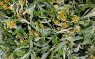 鼠曲草粑粑怎么做_鼠曲草粑粑的做法窍门