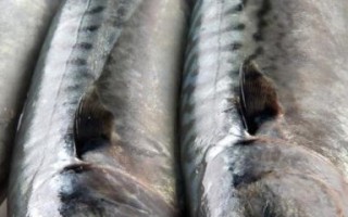 黑鲔鱼和金枪鱼的区别_黑鲔鱼是不是金枪鱼