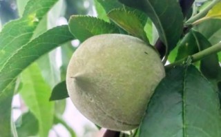 无锡水蜜桃多少钱一斤_无锡阳山水蜜桃价格行情
