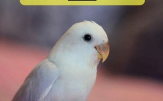 牡丹鹦鹉图片_怎么分辨公母