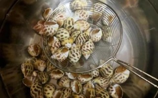 海螺怎么清洗_海螺的正确吃法图解