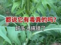 山莴苣与毒莴苣的区别_如何一眼辨别