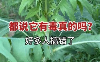 山莴苣与毒莴苣的区别_如何一眼辨别