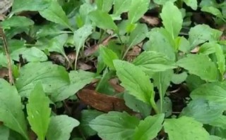 马兰头野菜开什么花_花期多久