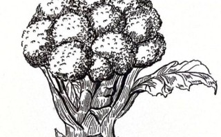 西兰花简笔画怎么画_西兰花简笔画步骤