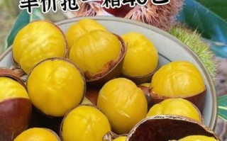 栗子怎么煮熟_栗子煮多久才软糯