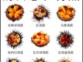 海胆种类有哪些_如何区分海胆品种