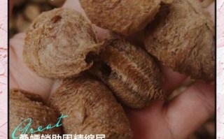 桑螵蛸的功效与作用_桑螵蛸的主治疾病有哪些