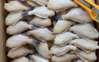 剥皮鱼为什么大的便宜小的贵_剥皮鱼价格差异原因