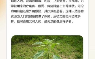反枝苋是什么植物_反枝苋能吃吗