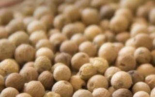 胡椒粉图片大全_胡椒粉有哪些种类