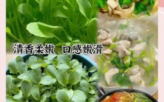 鸡毛菜什么时候种最好_鸡毛菜怎么种才高产