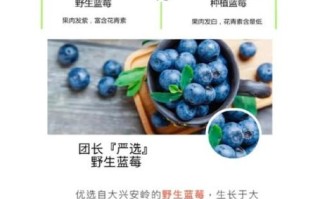 野生蓝莓的功效与作用_野生蓝莓怎么吃最好