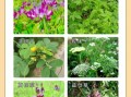 中草药大全名字和图片_如何快速识别常见药材