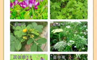 中草药大全名字和图片_如何快速识别常见药材