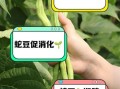 蛇豆怎么炒好吃_蛇豆需要焯水吗