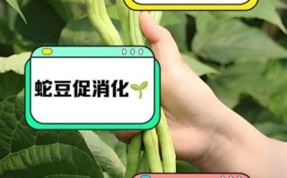 蛇豆怎么炒好吃_蛇豆需要焯水吗