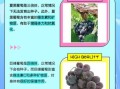 夏黑葡萄和巨峰葡萄的区别_哪个更甜更好吃
