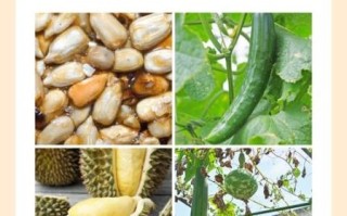 草莓丝瓜向日葵黄瓜榴莲ios怎么选_哪个更好用