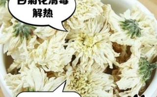 白菊花泡水喝的功效与禁忌_白菊花泡水能天天喝吗
