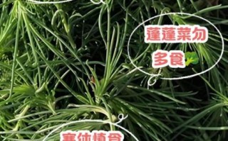 蓬蒿菜的功效与作用_蓬蒿菜哪些人不能吃